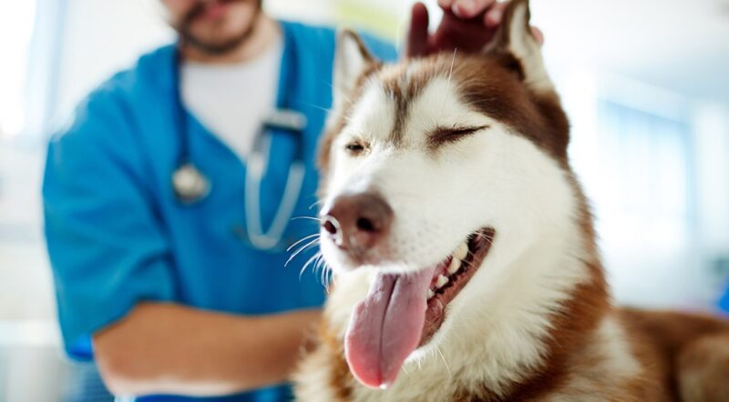 De ce sa apelezi la un medic veterinar la domiciliu? - Veterinar la ...
