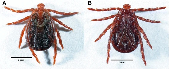 Dermacentor reticulatus - Veterinar la domiciliu Bucuresti