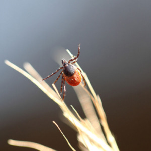 Am gasit capuse pe caini – ce este de facut? - Veterinar la domiciliu ...
