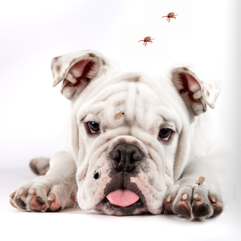 Am gasit capuse pe caini – ce este de facut? - Veterinar la domiciliu ...