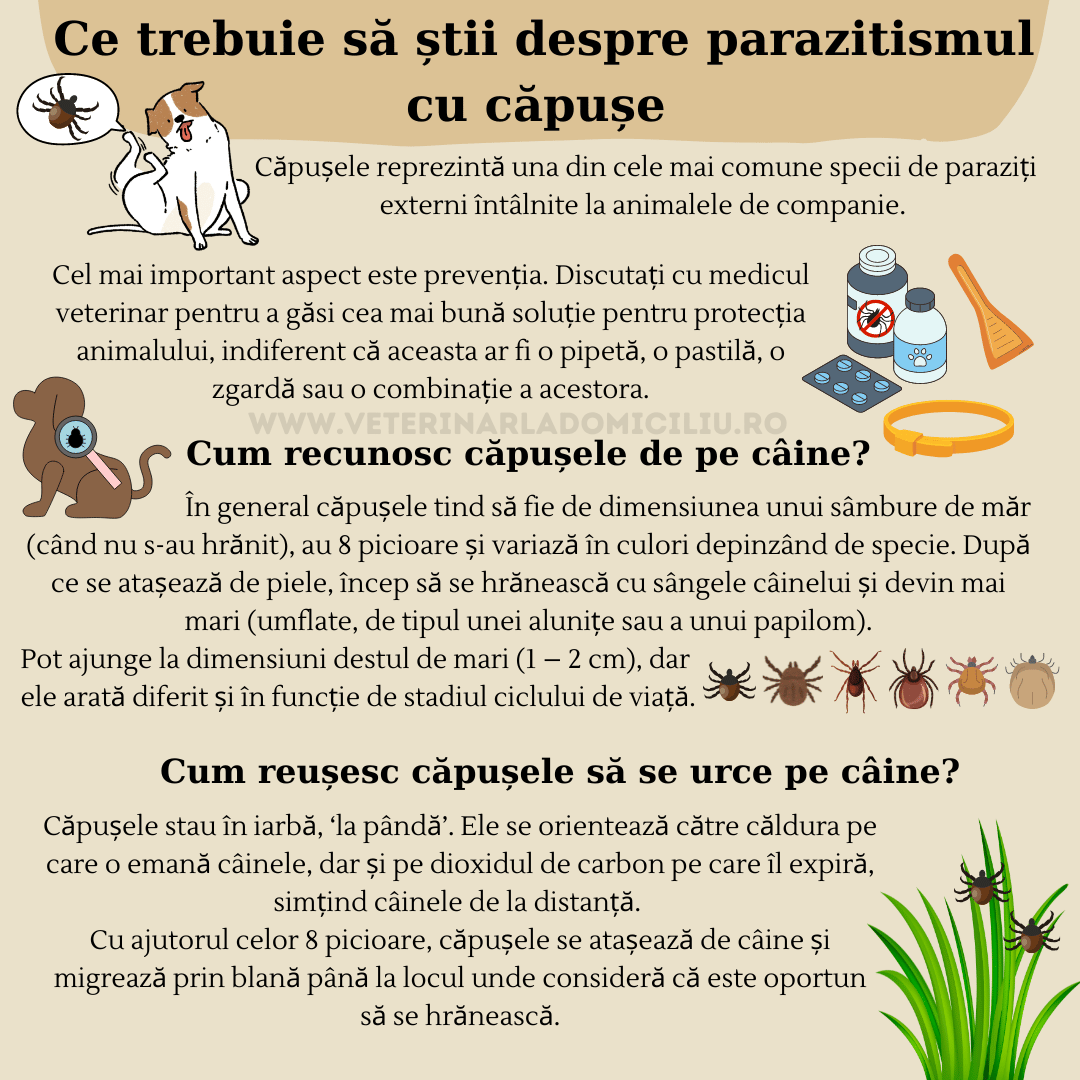 Am gasit capuse pe caini – ce este de facut? - Veterinar la domiciliu ...