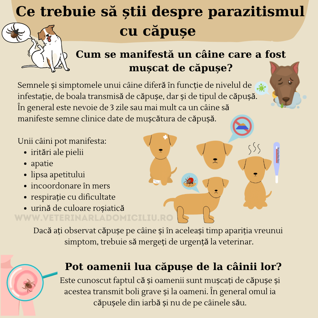 Am gasit capuse pe caini – ce este de facut? - Veterinar la domiciliu ...