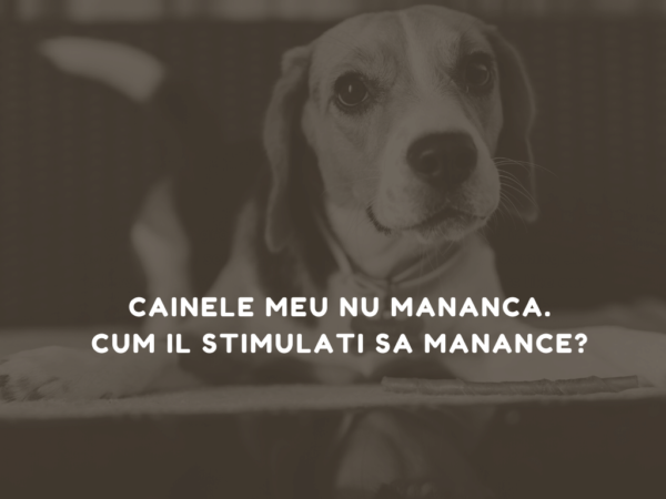 Cainele meu nu mananca? Cum sa il stimulati sa manance - Veterinar la ...