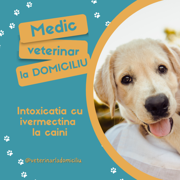 Caini – Veterinar la domiciliu – NON STOP