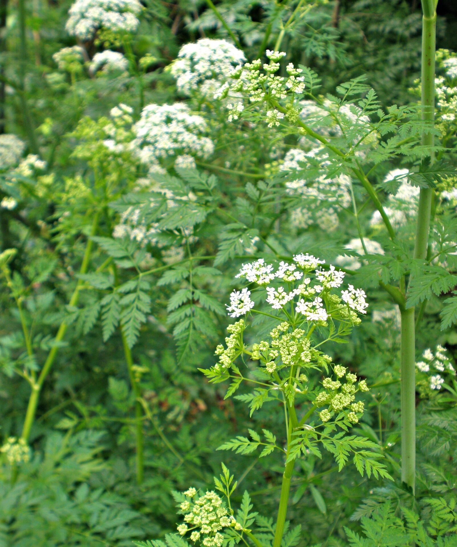 cocuta mare - Veterinar la domiciliu Bucuresti