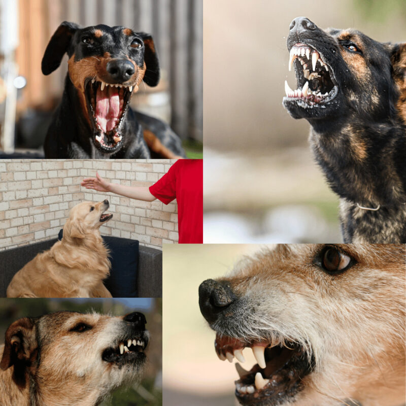De ce ma musca cainele meu? - Veterinar la domiciliu Bucuresti
