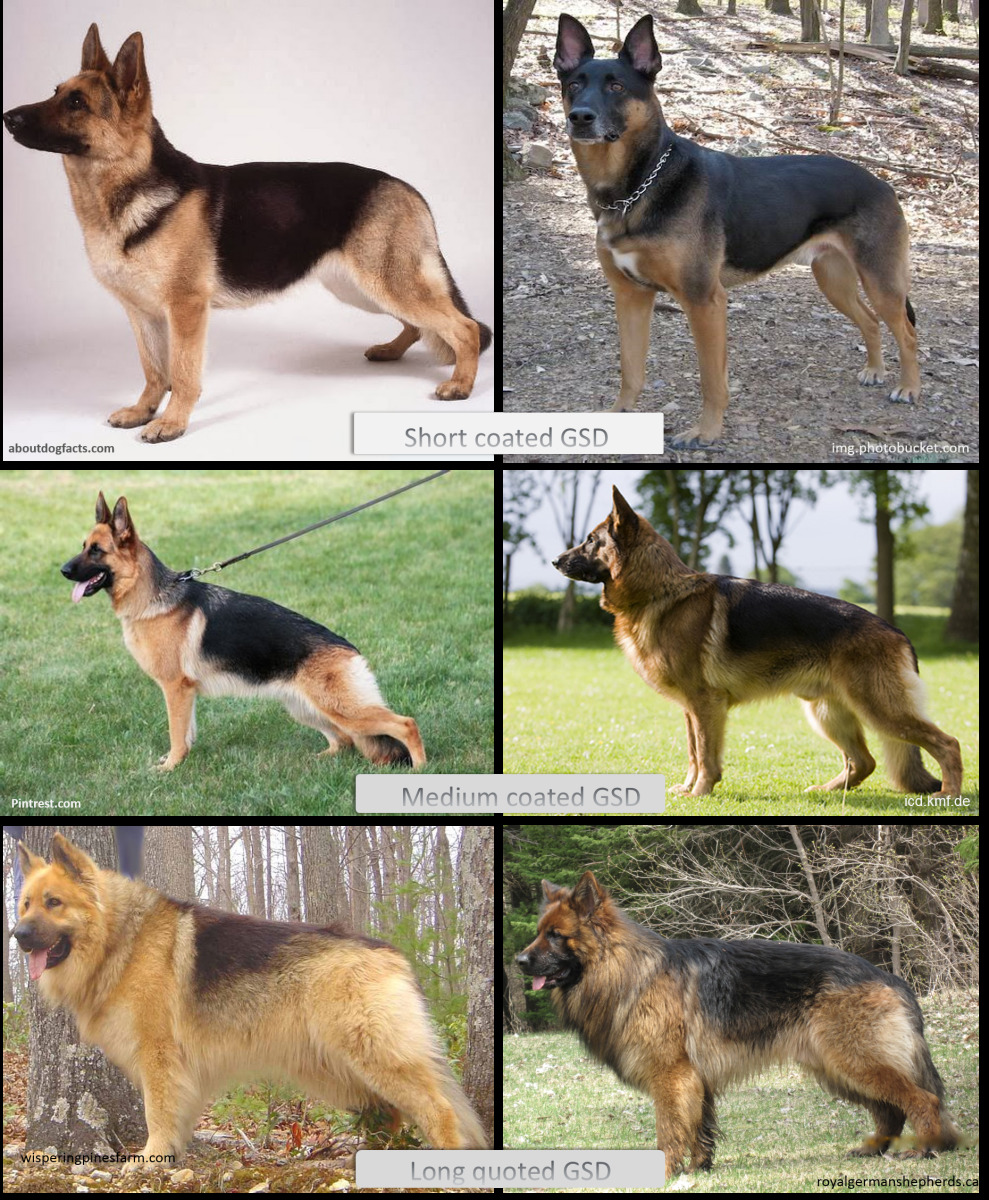 Ciobanescul german – crestere si particularitati - Veterinar la ...