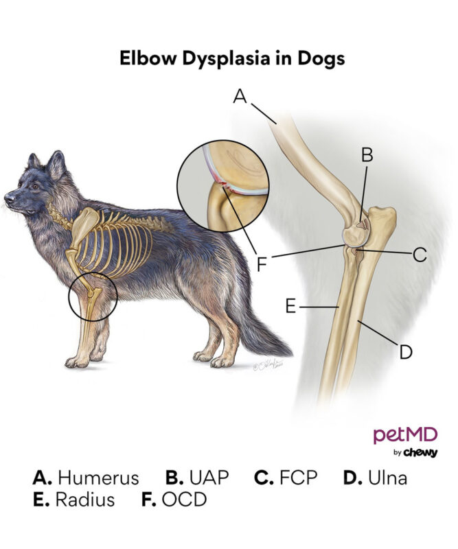 Displazia Cotului La Caini Veterinar La Domiciliu Bucuresti Displazia Cotului La Caini Veterinar La Domiciliu Bucuresti