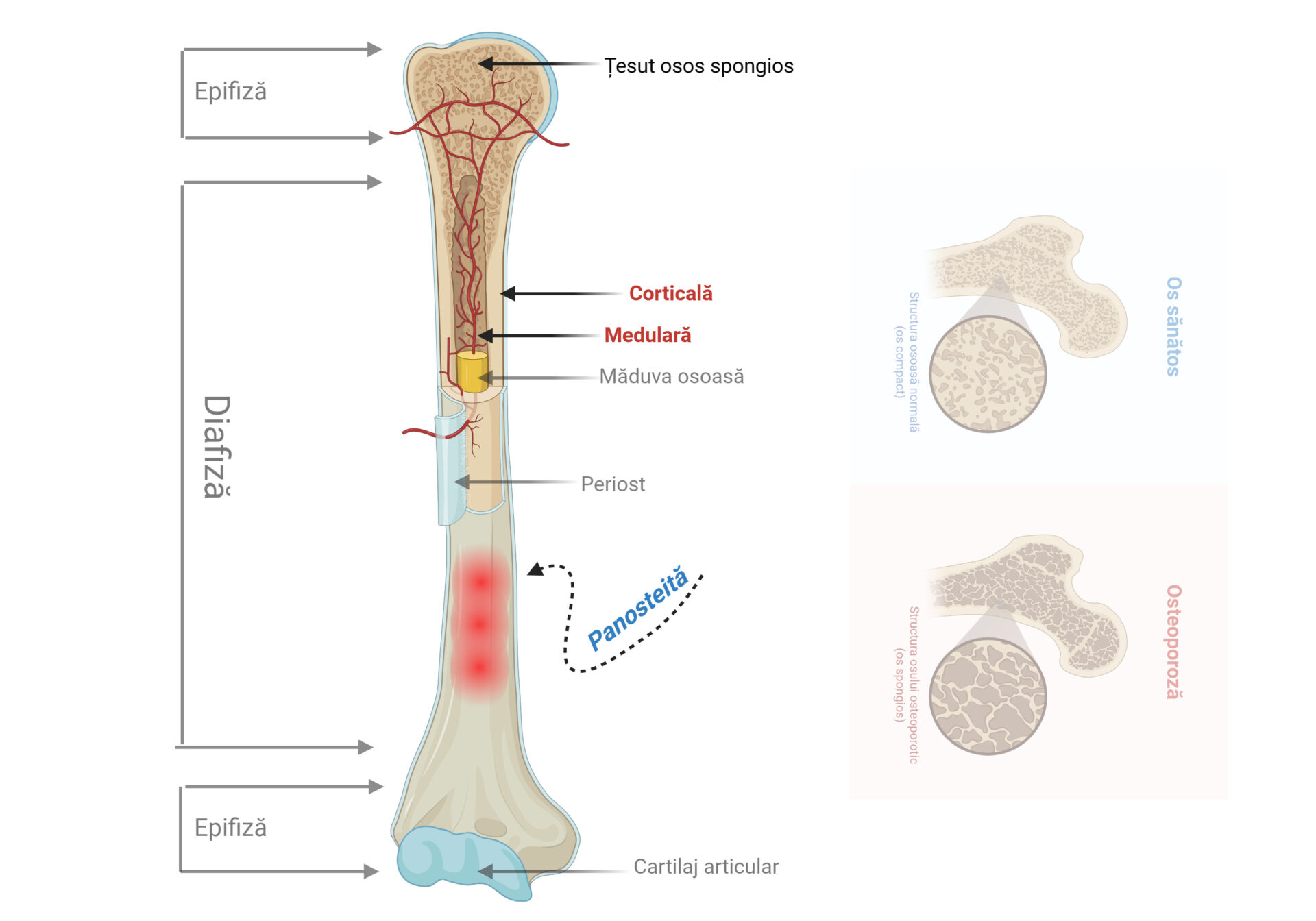 Panosteita la caini - durerile de crestere - Veterinar la domiciliu ...