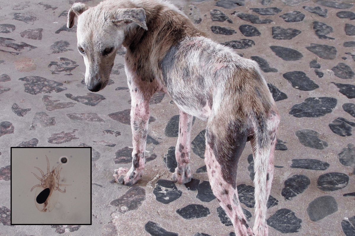Raia sarcoptica la caini si pisici - Veterinar la domiciliu Bucuresti