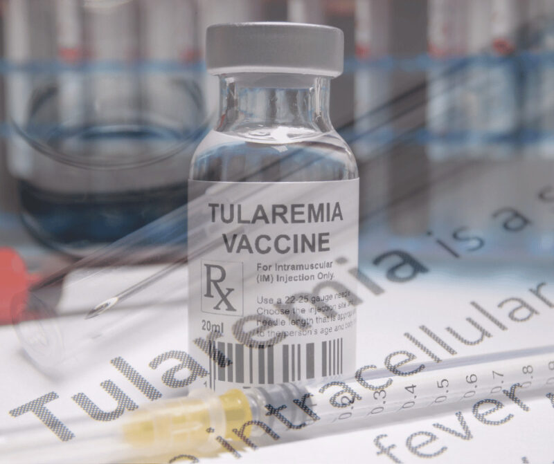 Tularemia la pisici si caini - Veterinar la domiciliu Bucuresti