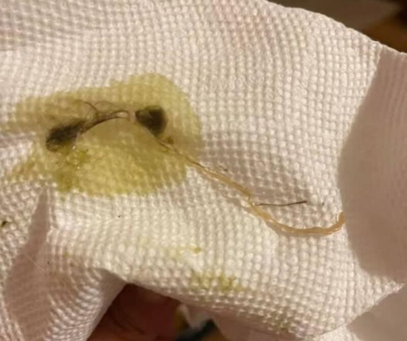Paraziti intestinali la pisici: Ce trebuie sa stii - Veterinar la ...